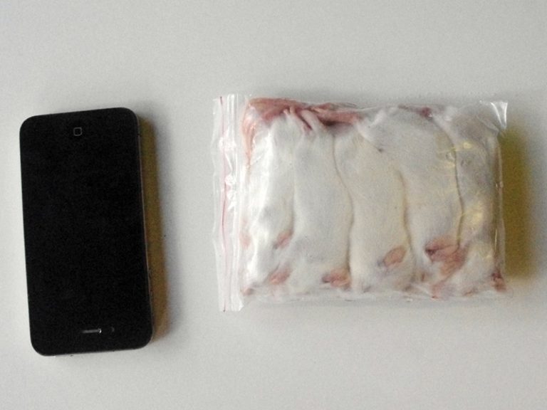 5 Weaner Rats – Standard Pack – Rodent Farm